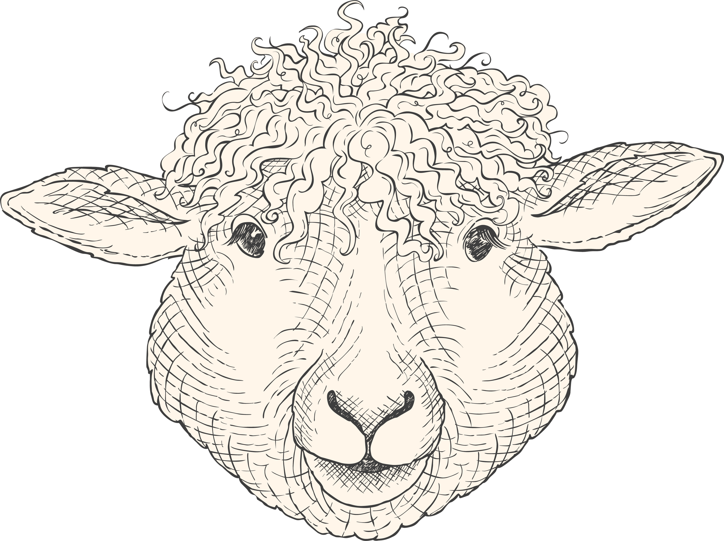 Baa in Your Space with Laura Dawe – Baa Baazaar