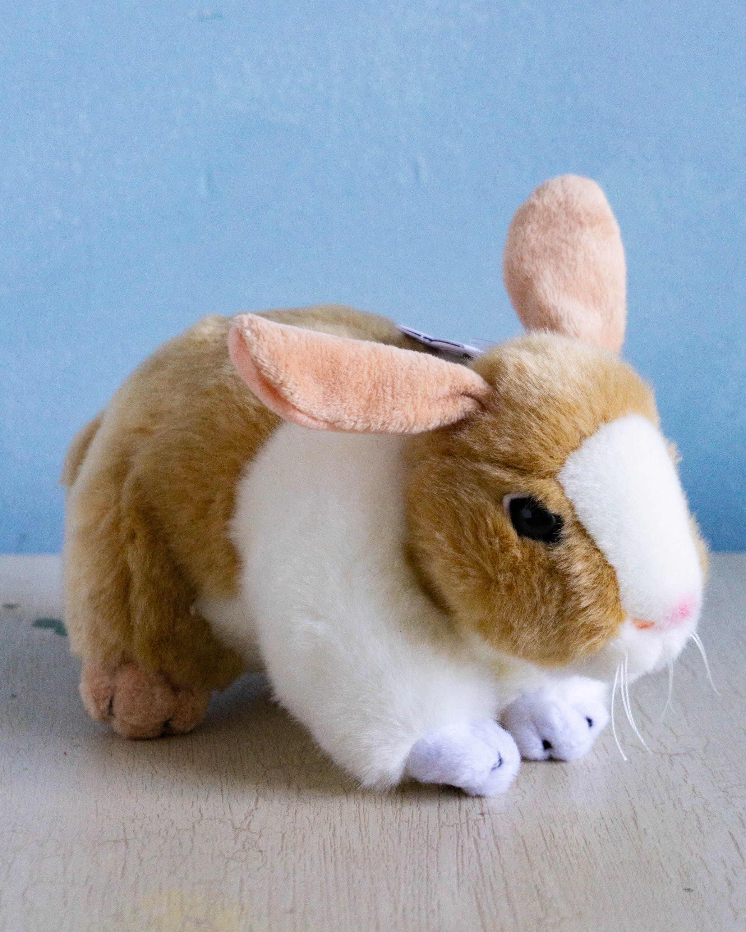 "mopsy" fawn and white dutch rabbit – Baa Baazaar